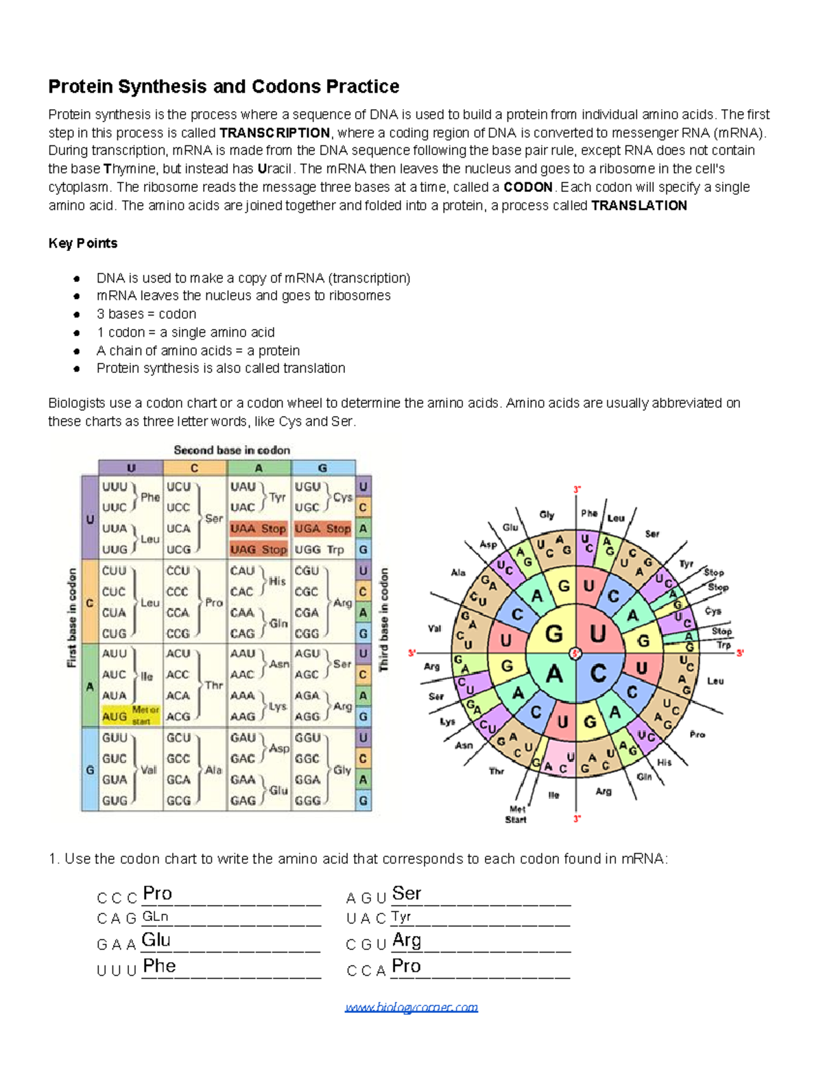 Protein Synthesis and Codons Practice fillabe-1 - Protein Synthesis and ...