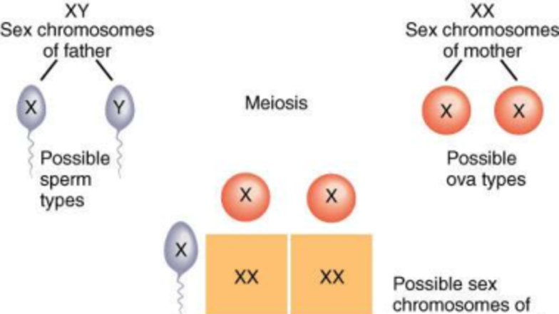 XY XX Sex Chromosomes and Meiosis: Lab Notes on Inheritance - Studocu