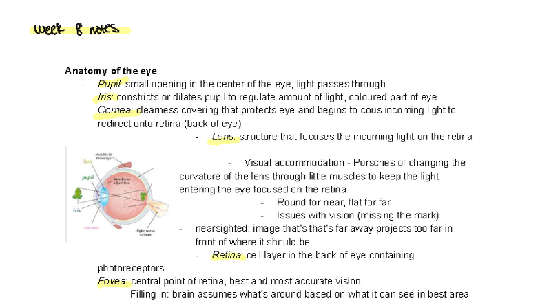 Anatomy of the Eye: Week 8 Notes for PSY 101 - Studocu