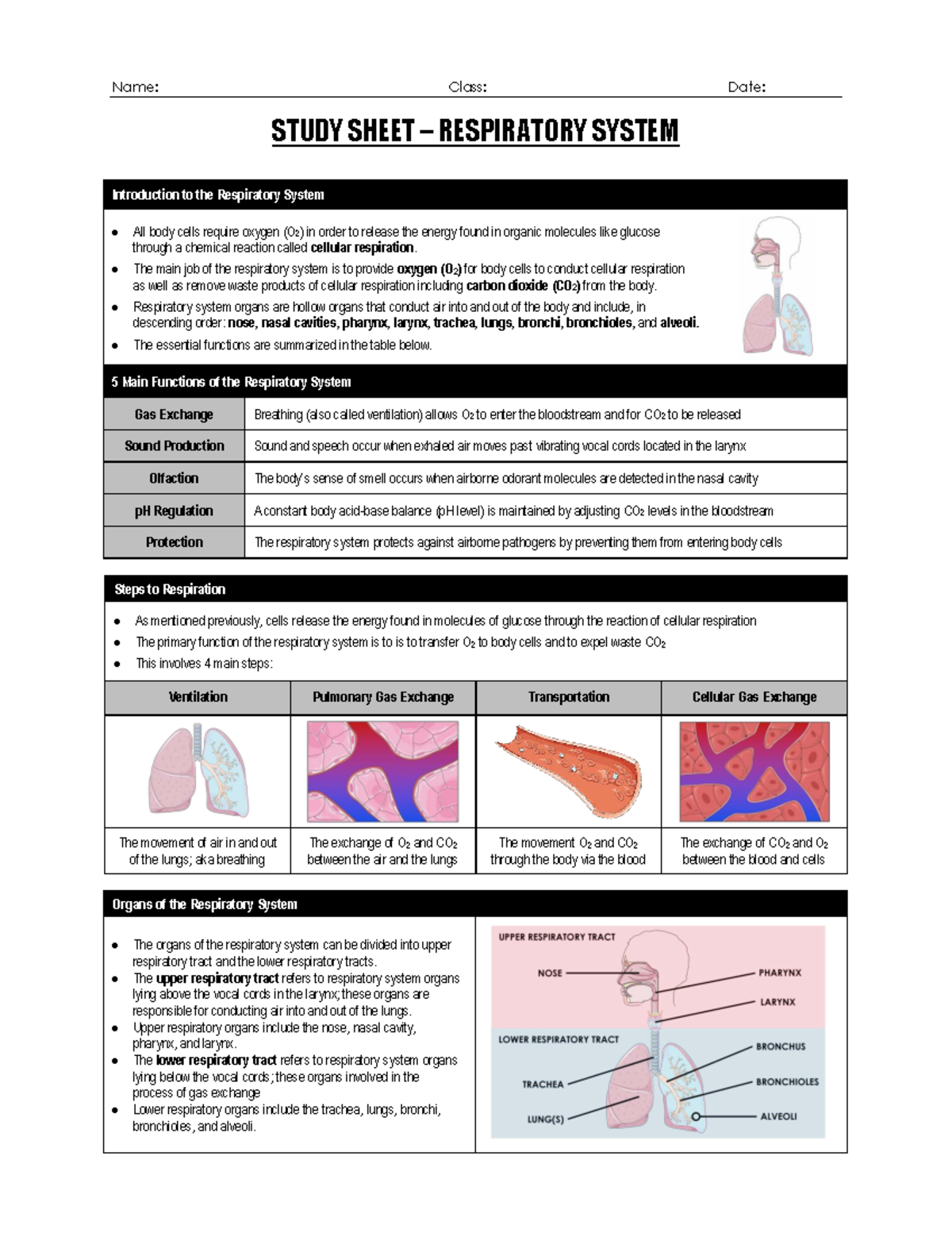 STUDY SHEET: Understanding the Human Respiratory System Basics - Name ...