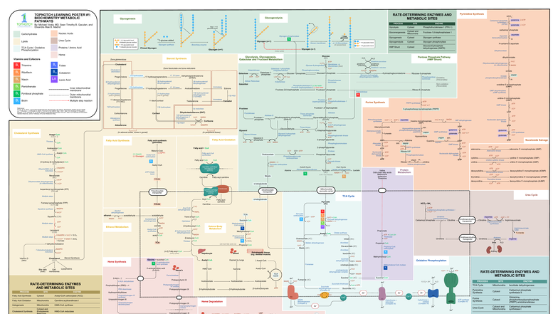 Topnotch Learning Poster 1: Biochemistry Metabolic Pathways - Studocu