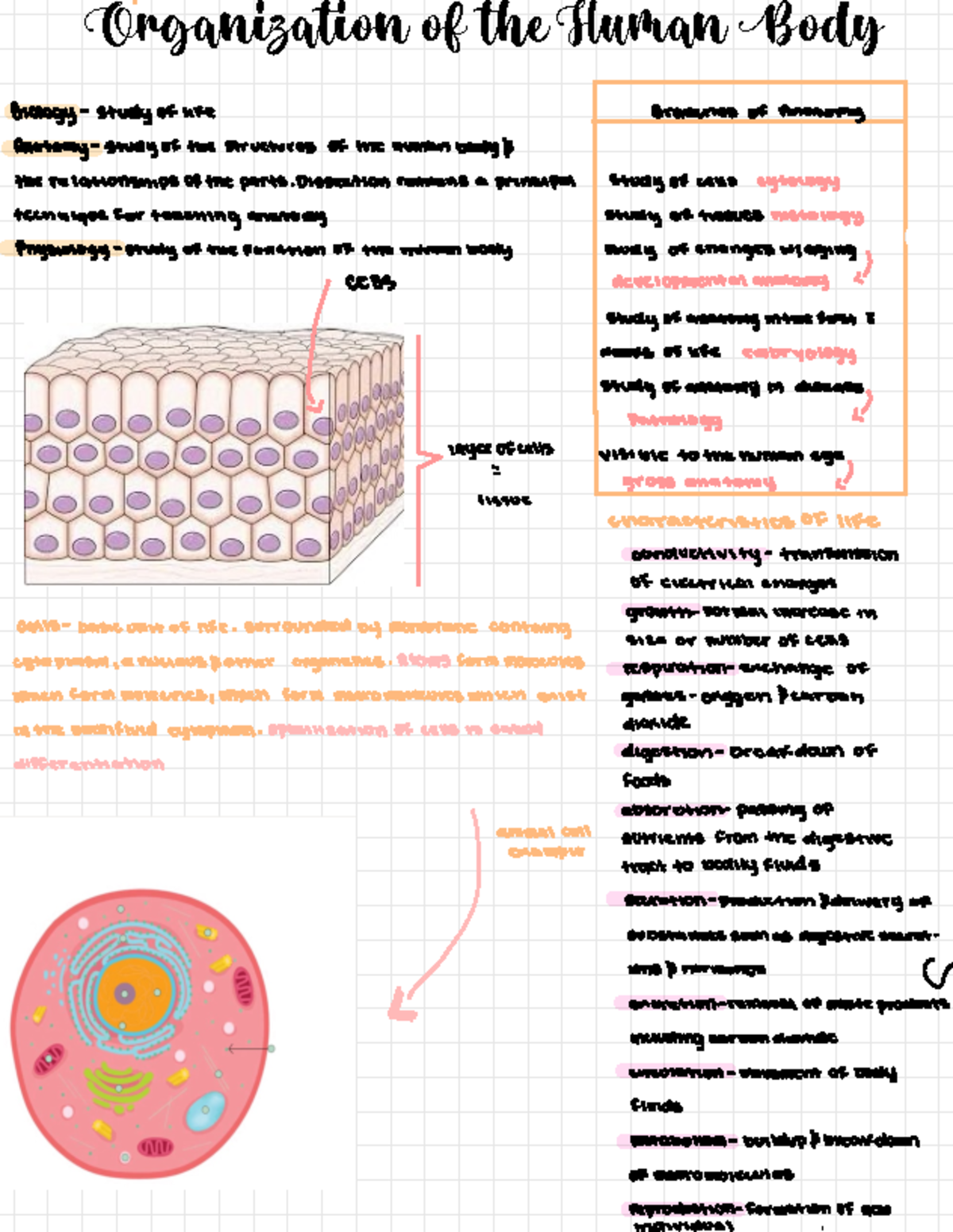 Anatomy foundations - Unit 1 lecture notes, organization of the human ...