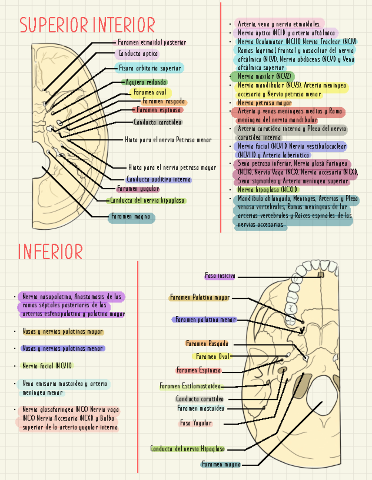 Neurocraneo - apuntes de foramenes craneales y sus nervios - SU PERIO R ...