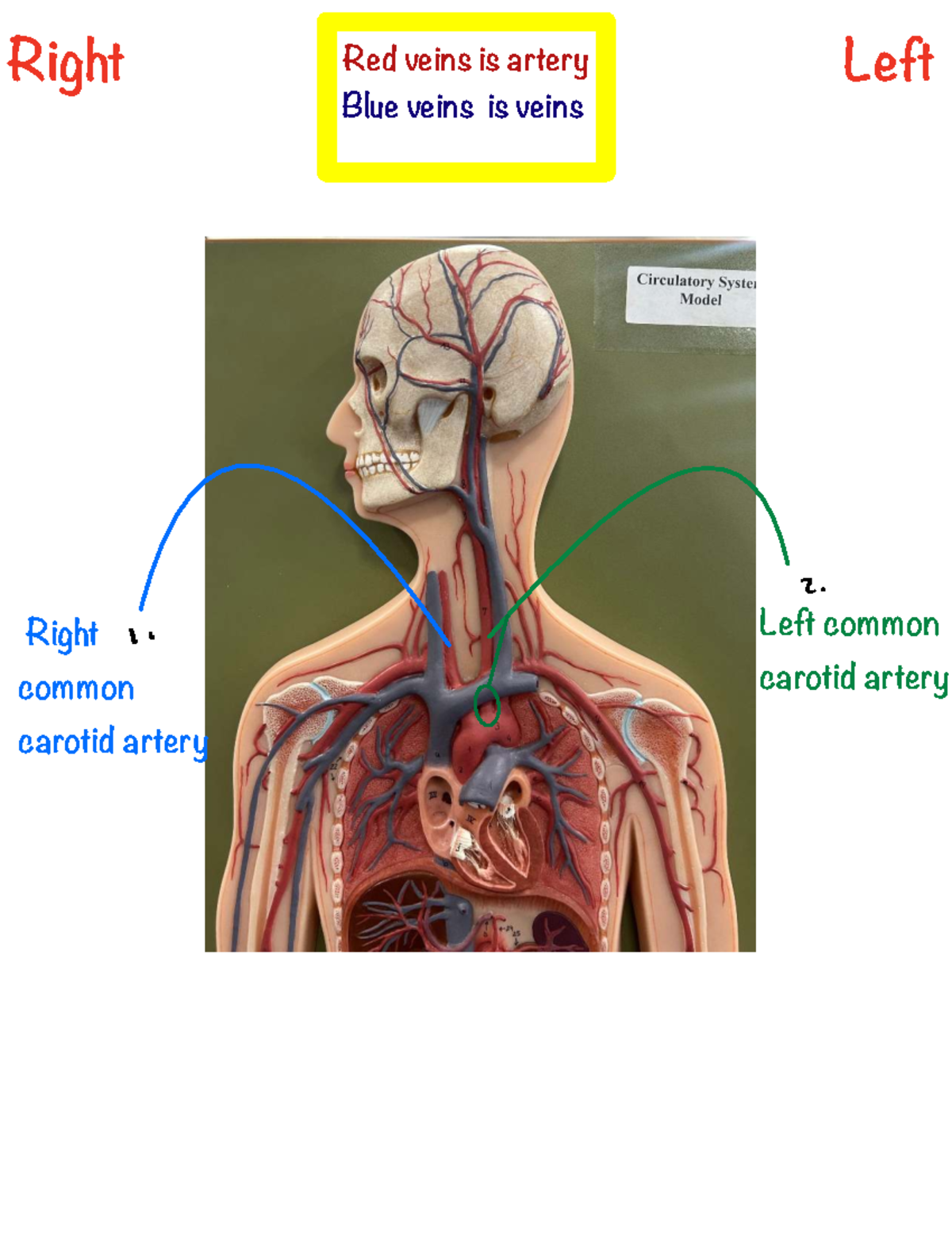 Arteries and Veins Flash Cards: A Study Guide for Anatomy 101 - Studocu