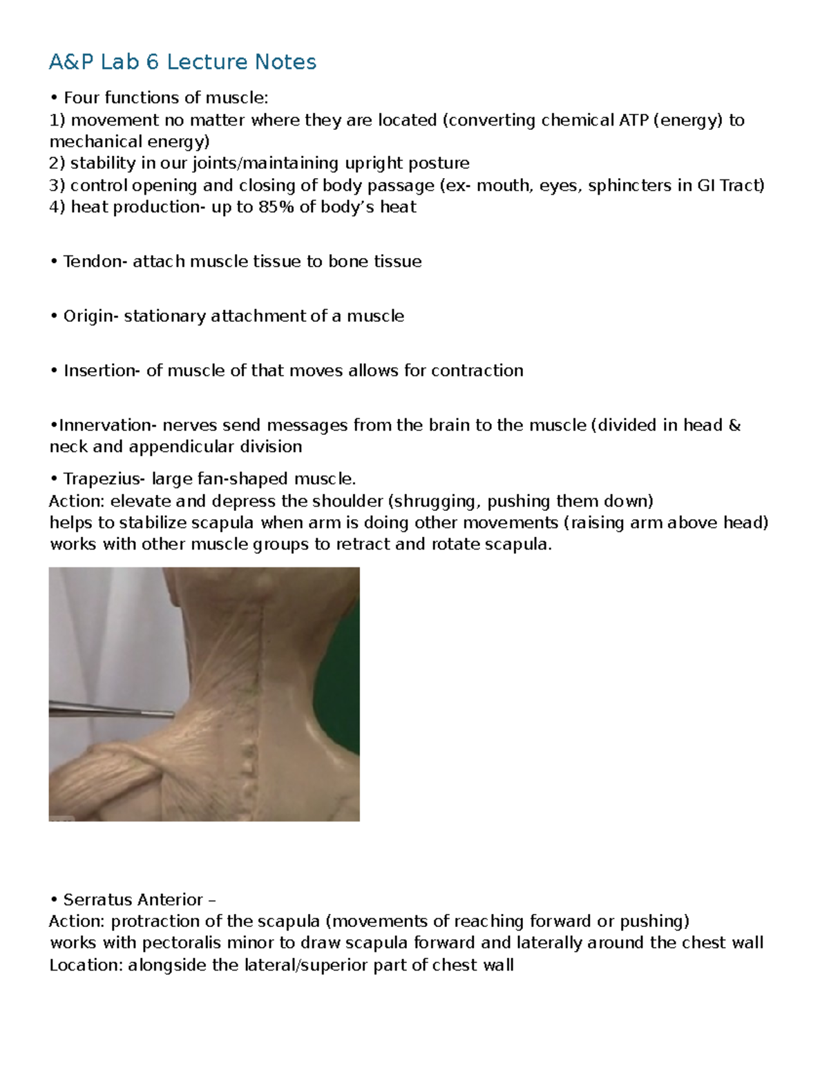 A&P Lab 6 Lecture Notes: Functions and Actions of Major Muscles - Studocu