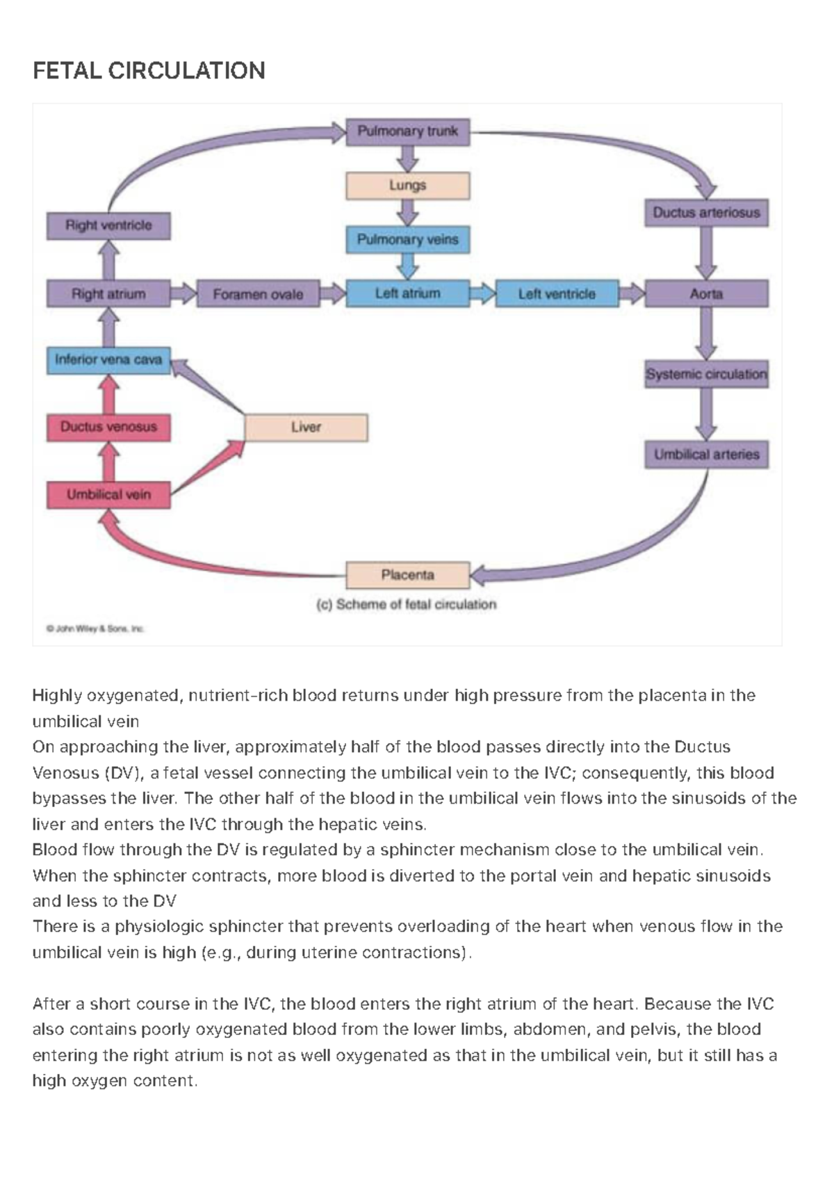 Fetal Circulation Flow Chart