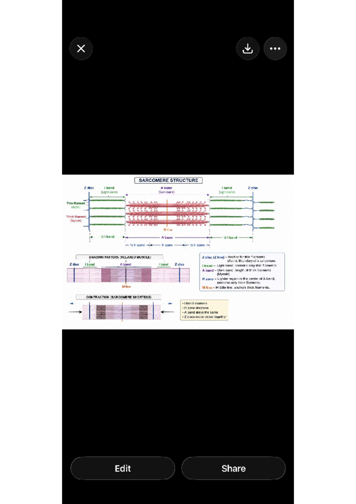 Sarcomere Structure and Contraction: Key Components Explained - Studocu