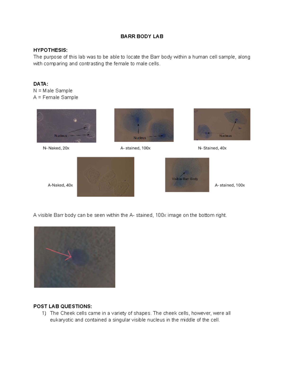 BARR BODY LAB - Comparing Male and Female Cell Samples - Studocu