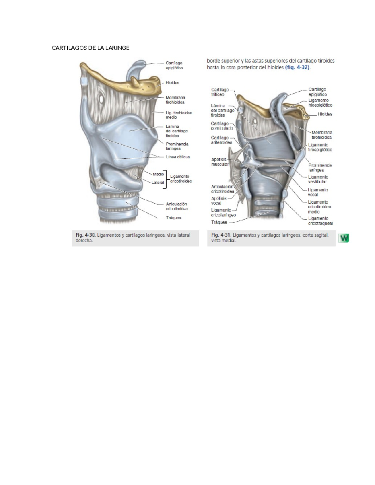 CARTILAGOS DE LA LARINGE: Estructura y Función en la Anatomía - Studocu