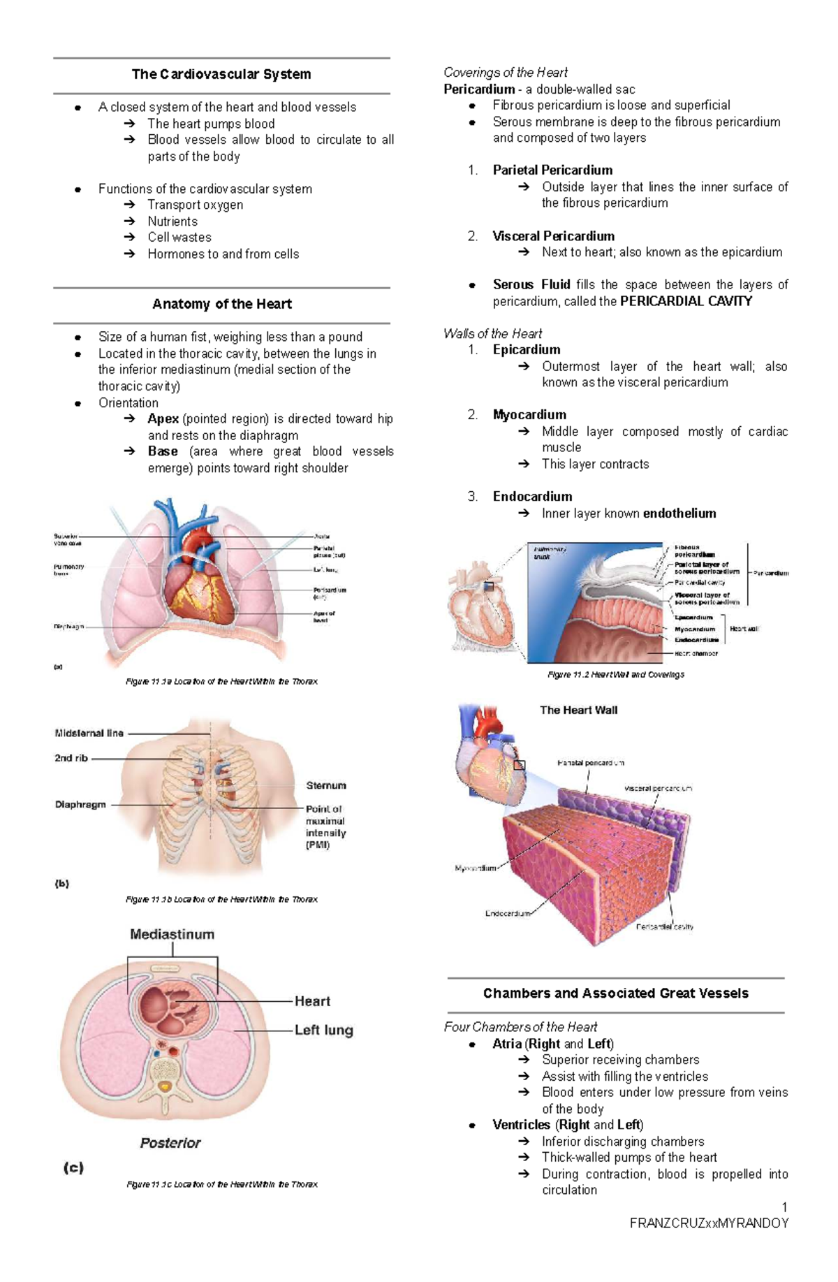 Cardiovascular-System- Notes - The Cardiovascular System A closed ...