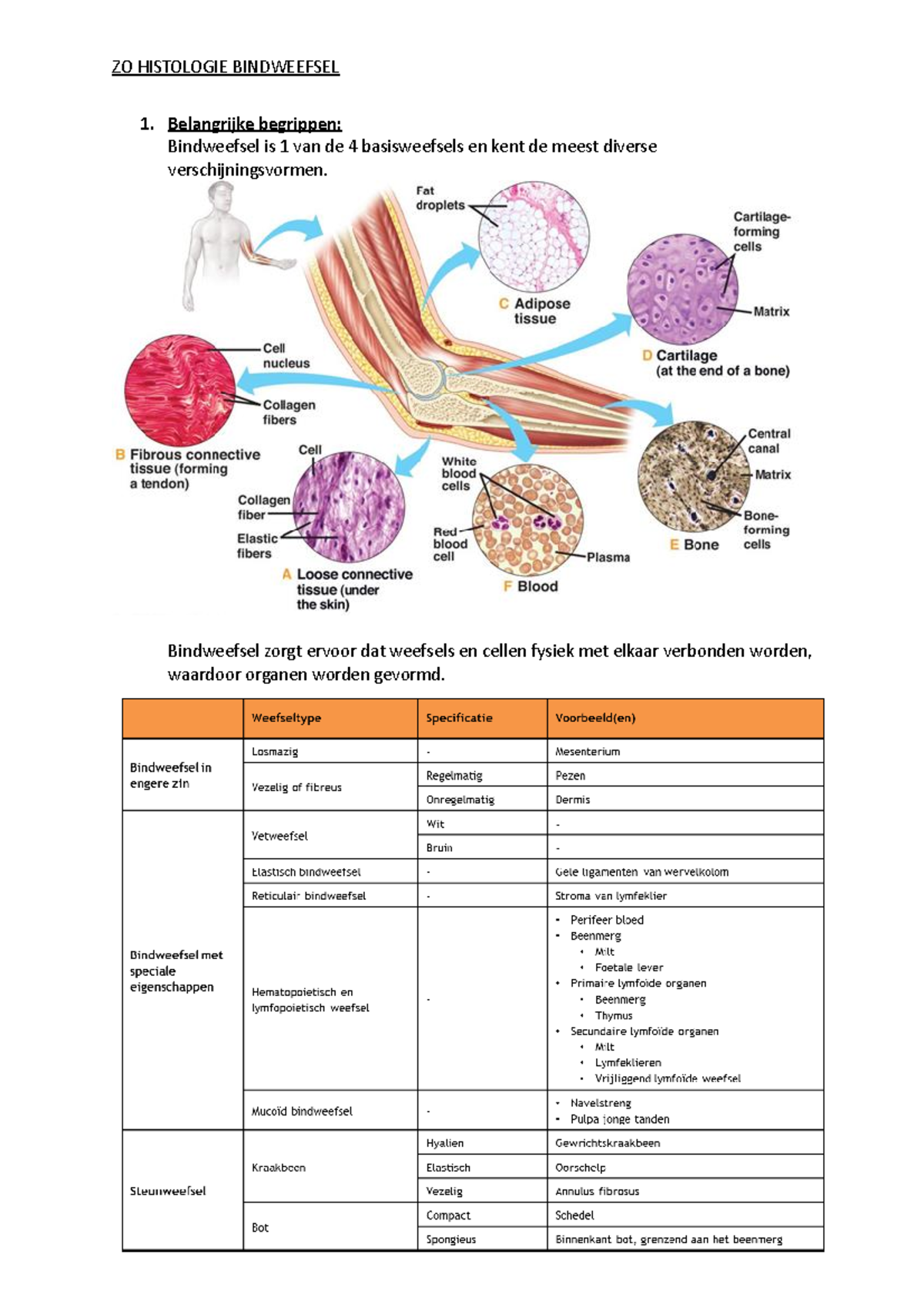 Histologie Bindweefsel: Basis, Types en Functies van Cellen - Studeersnel