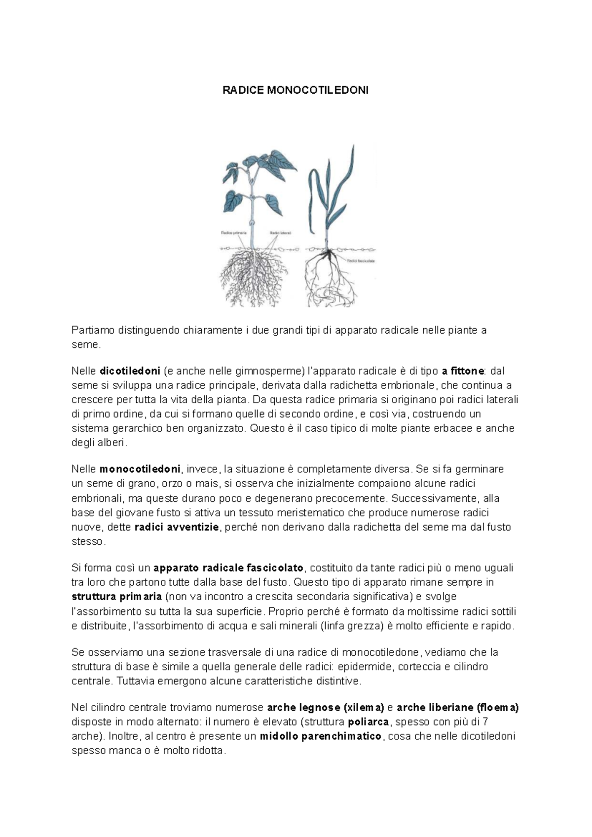 RADICE MONOCOTILEDONI: Caratteristiche e Funzioni nel Ciclo Vitale ...