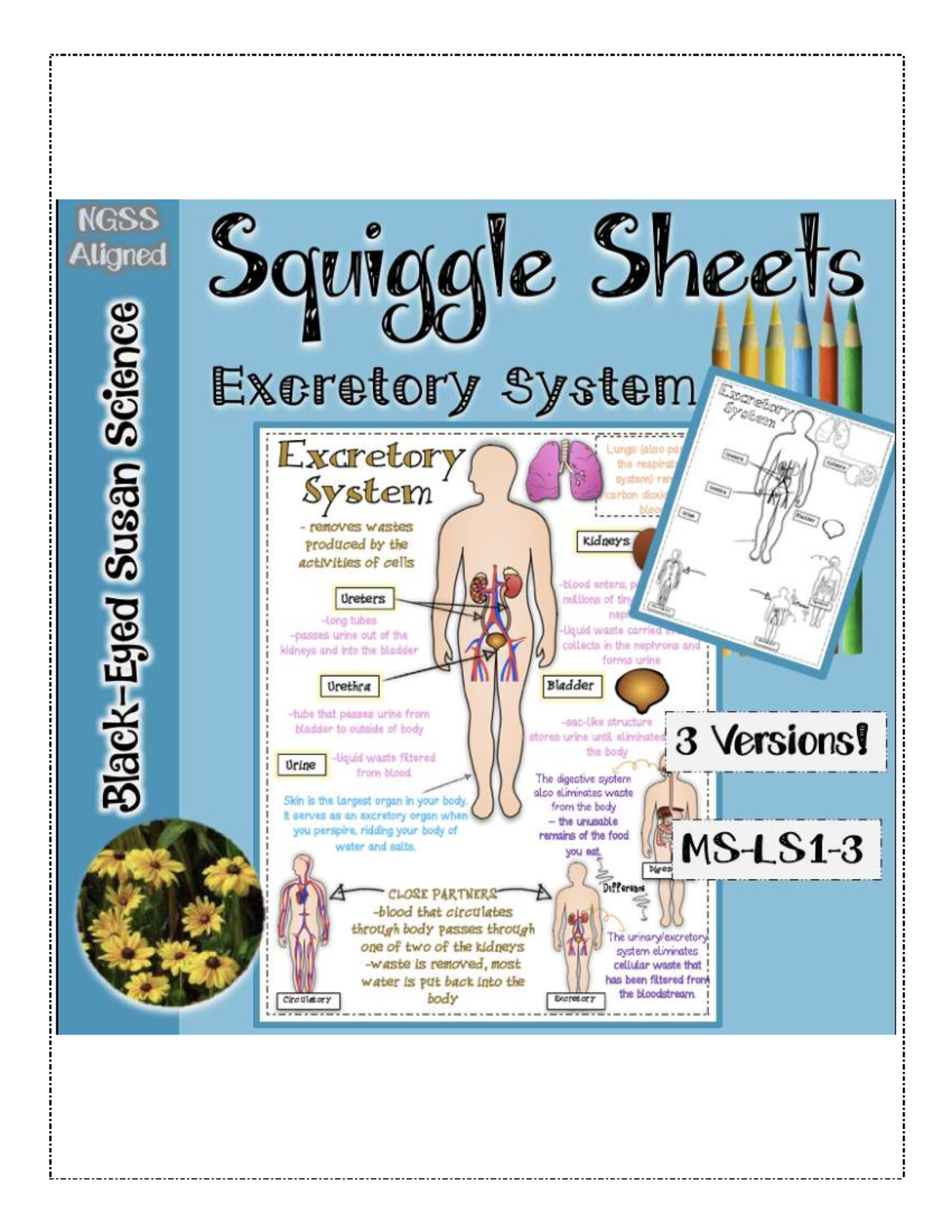 Excretory Urinary System Doodle Notes (BESS) - Studocu