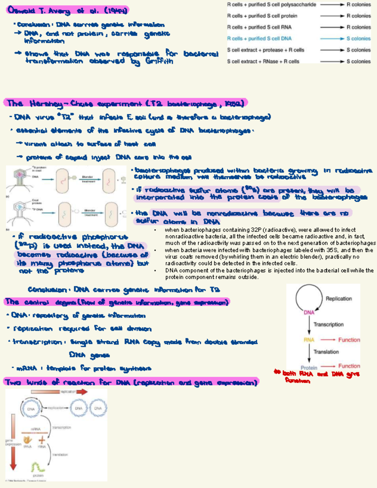 MIMM 211 - DNA Transformation and Genetic Information Notes - Studocu