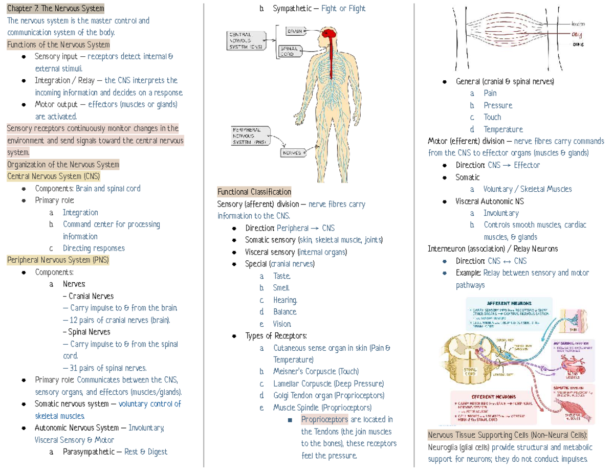 Anatomy & Physiology Notes-2: Chapter 7 - The Nervous System Overview ...