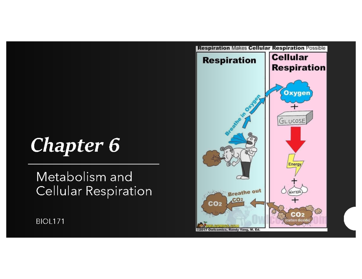 BIOL171 Final Exam Lecture Notes: Metabolism & Cellular Respiration ...