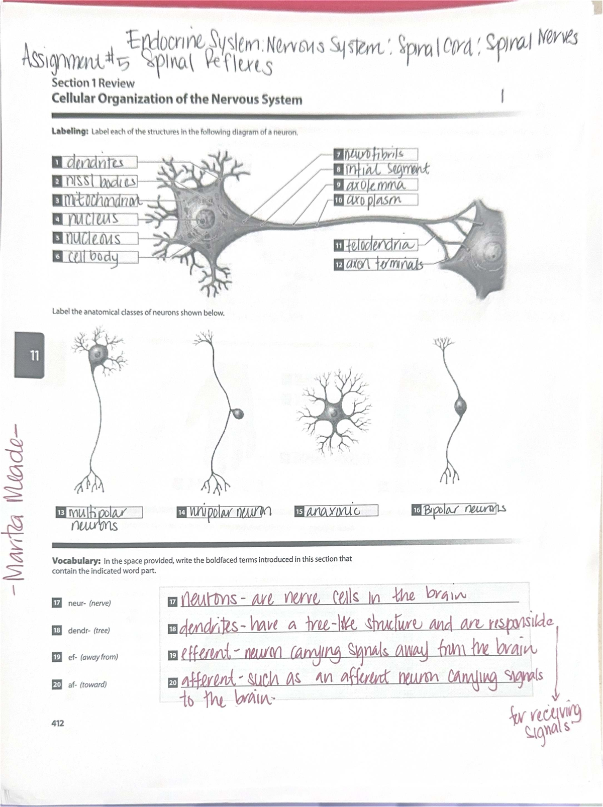 Assignment 5: Nervous System Review - Spinal Reflexes & Cellular ...