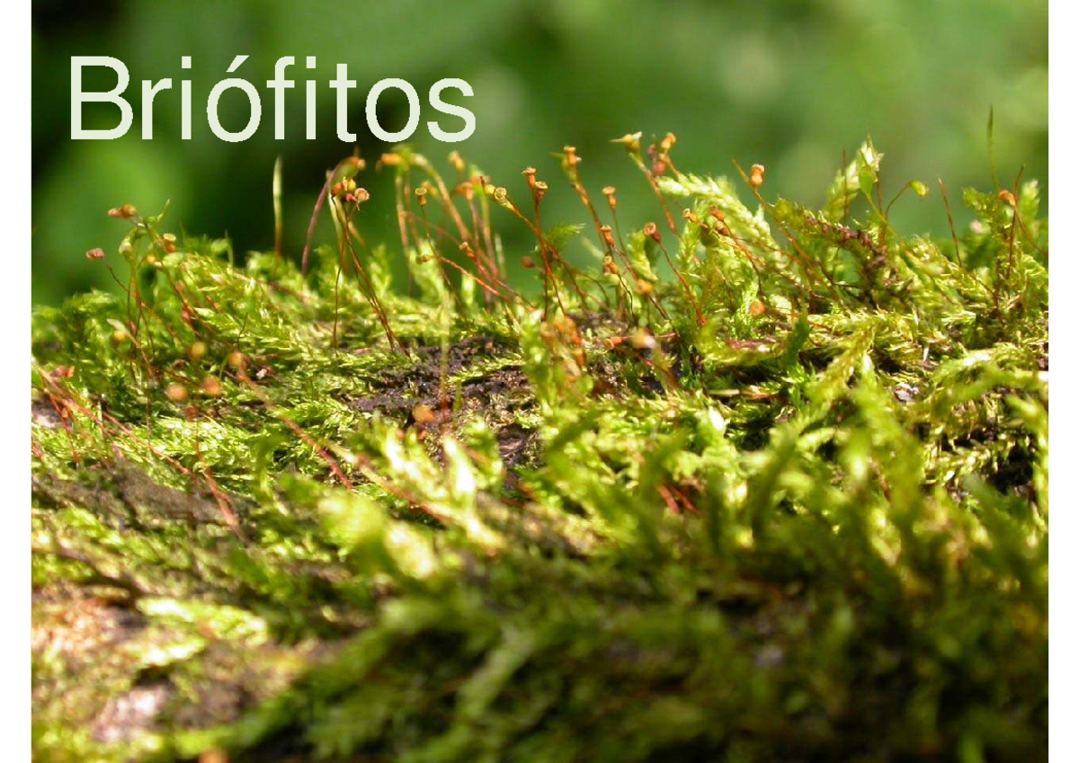 Tema 7 - tema - Briófitos Bryophyta Plantas CRIPTÓGAMAS. Plantas no ...