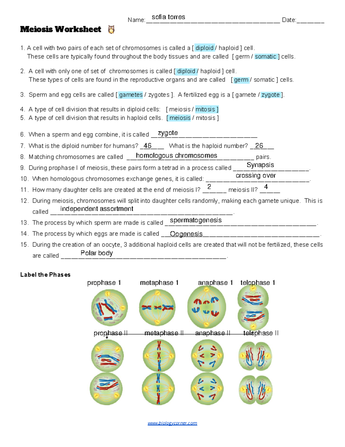 Meiosis Worksheet - ........................... - Name