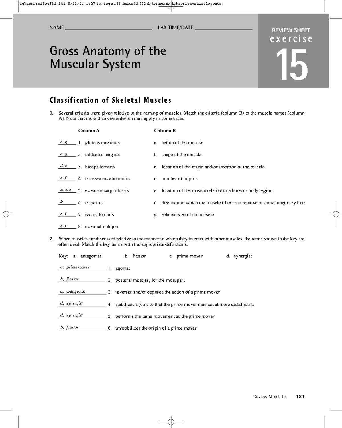 Gross anatomy of the muscular system apchute com - ighapmLre15pg181_188 ...