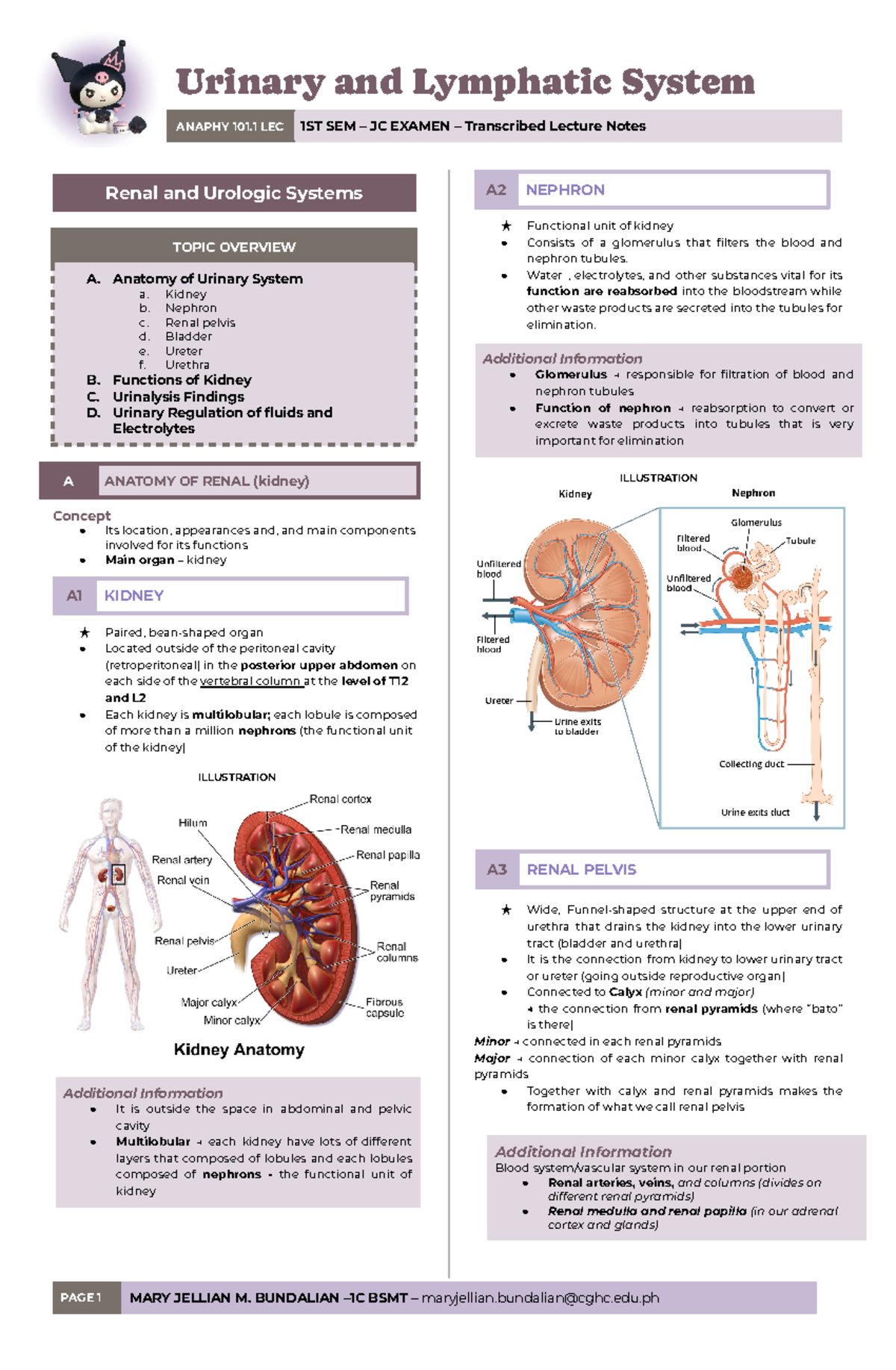 Urinary and Lymphatic system - TOPIC OVERVIEW A. Anatomy of Urinary ...