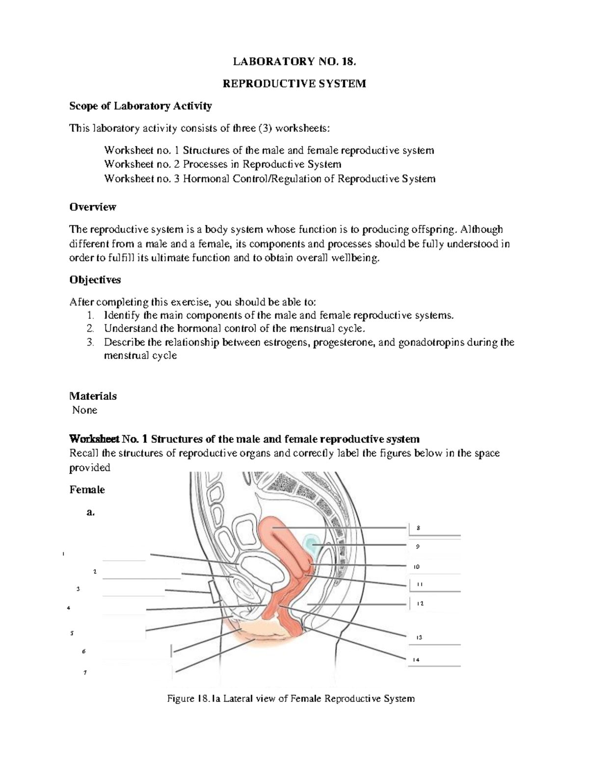 Reproductive System - Lab Worksheet No. 18 Overview & Activities - Studocu