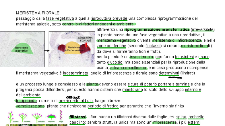 Appunti Secondo Parziale Biologia Vegetale - Meristemi e Riproduzione ...