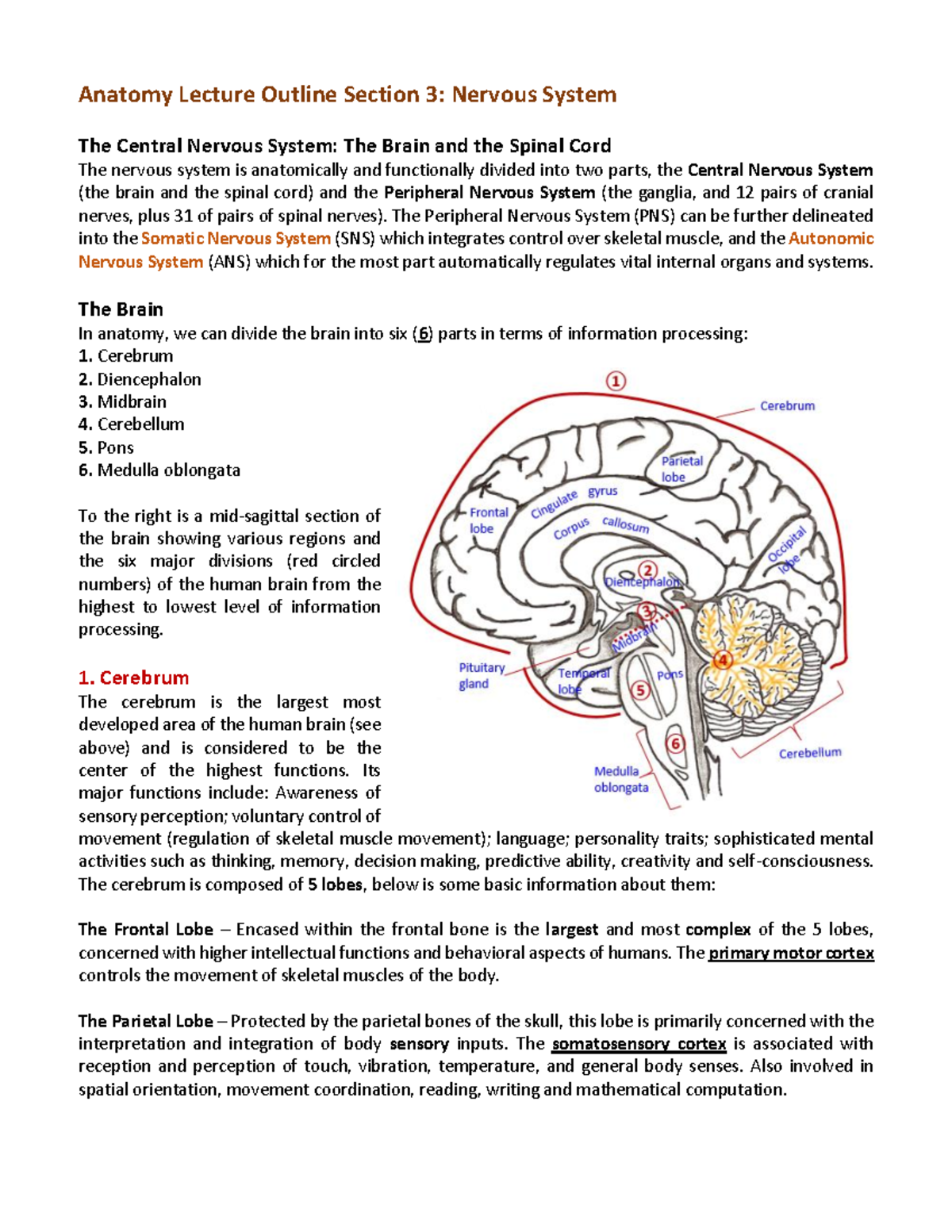 8 Nervous System Lecture Notes Anatomy Lecture Outline Section 3 Nervous System The Central