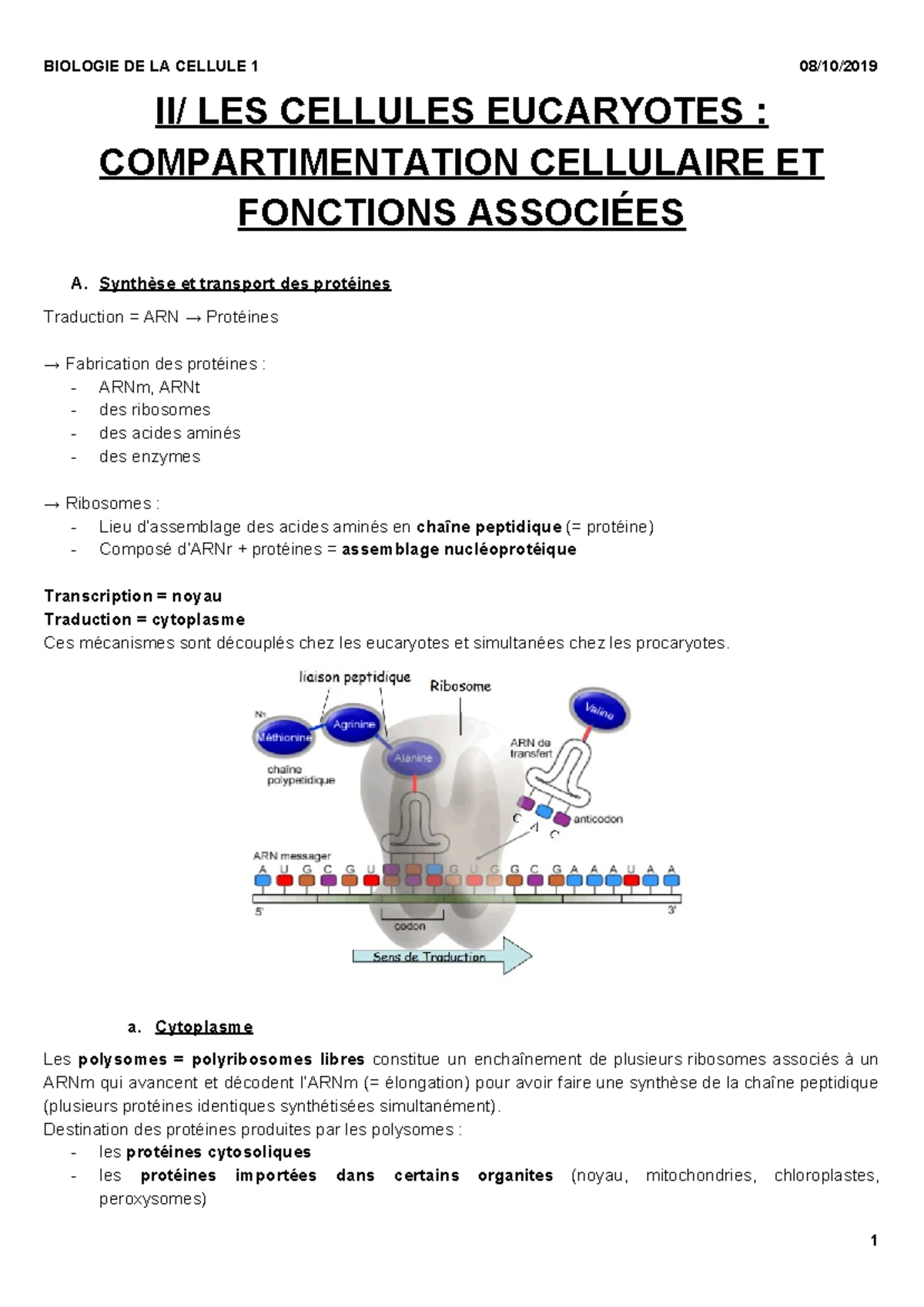Les protéines - structure primaire, secondaire, tertiaire et ...