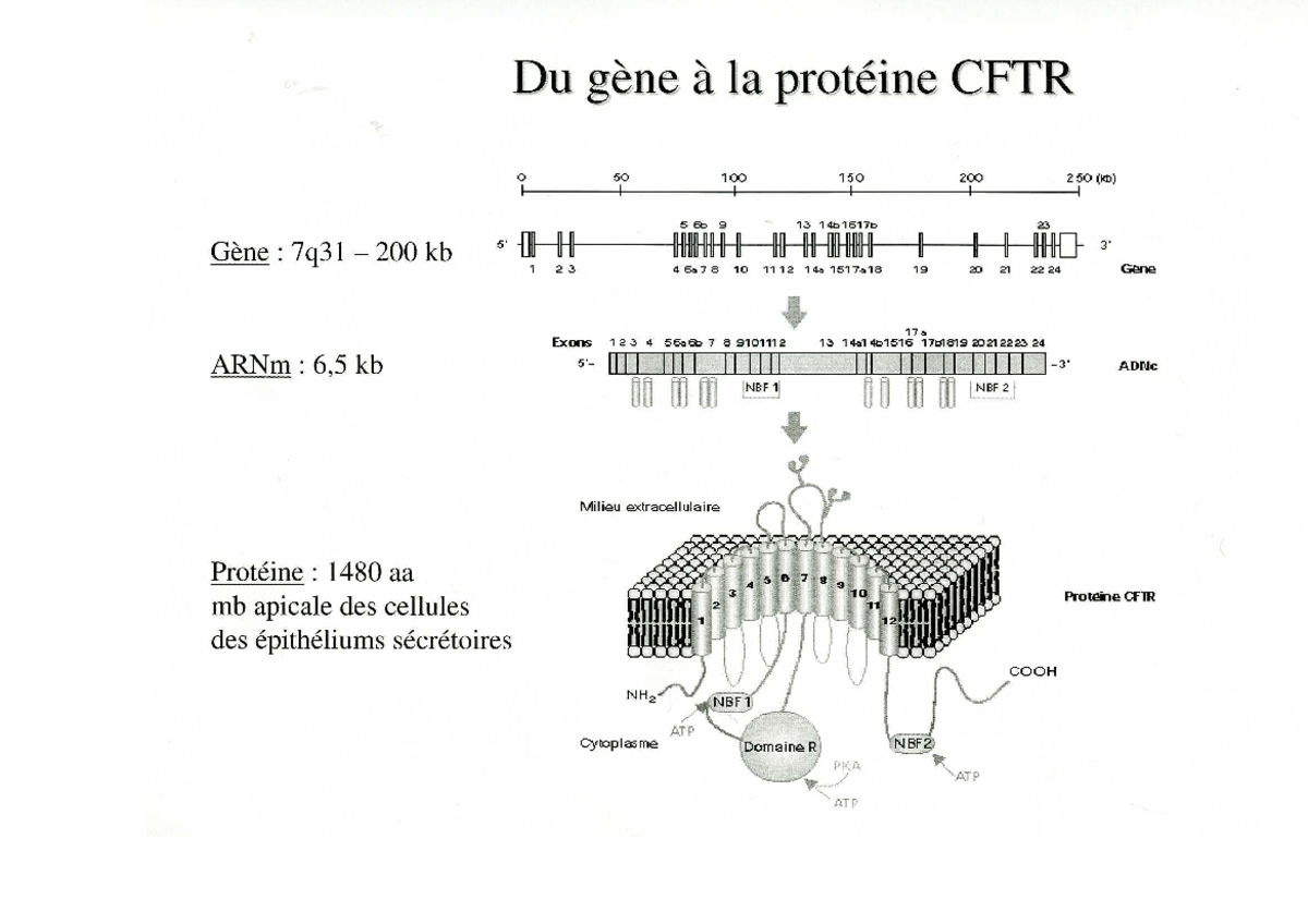 Classes de mutations du gène CFTR - Annexe 5 - Studocu