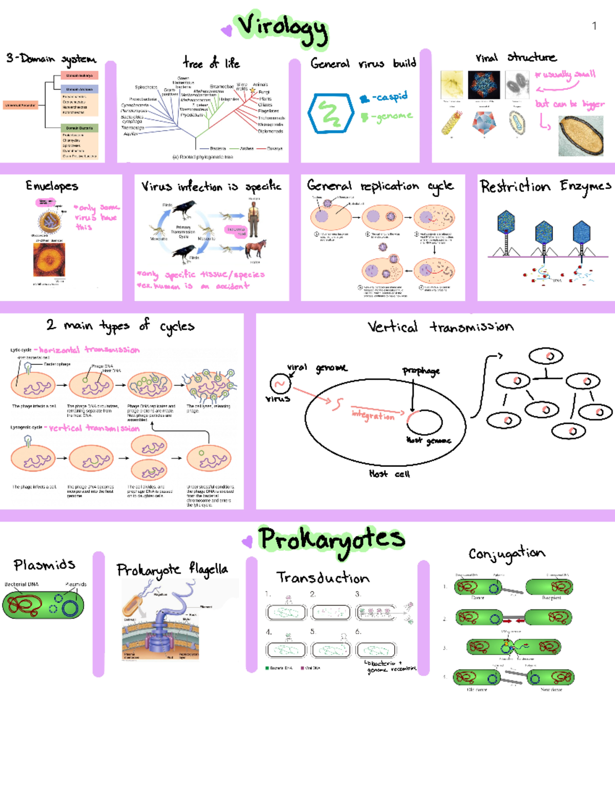 Virology visuals - Summary General Biology II - Virology 1 system tree ...