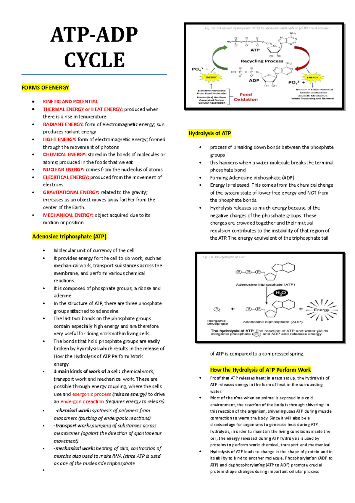 ATP-ADP Cycle Overview and Energy Forms - GENBIO1 Notes - Studocu