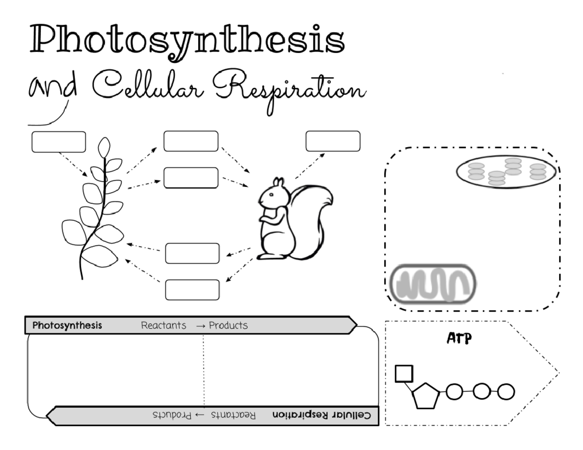 Photosynthesisand Cellular Respiration Sketch Notes-1 - Photosynthesis ...