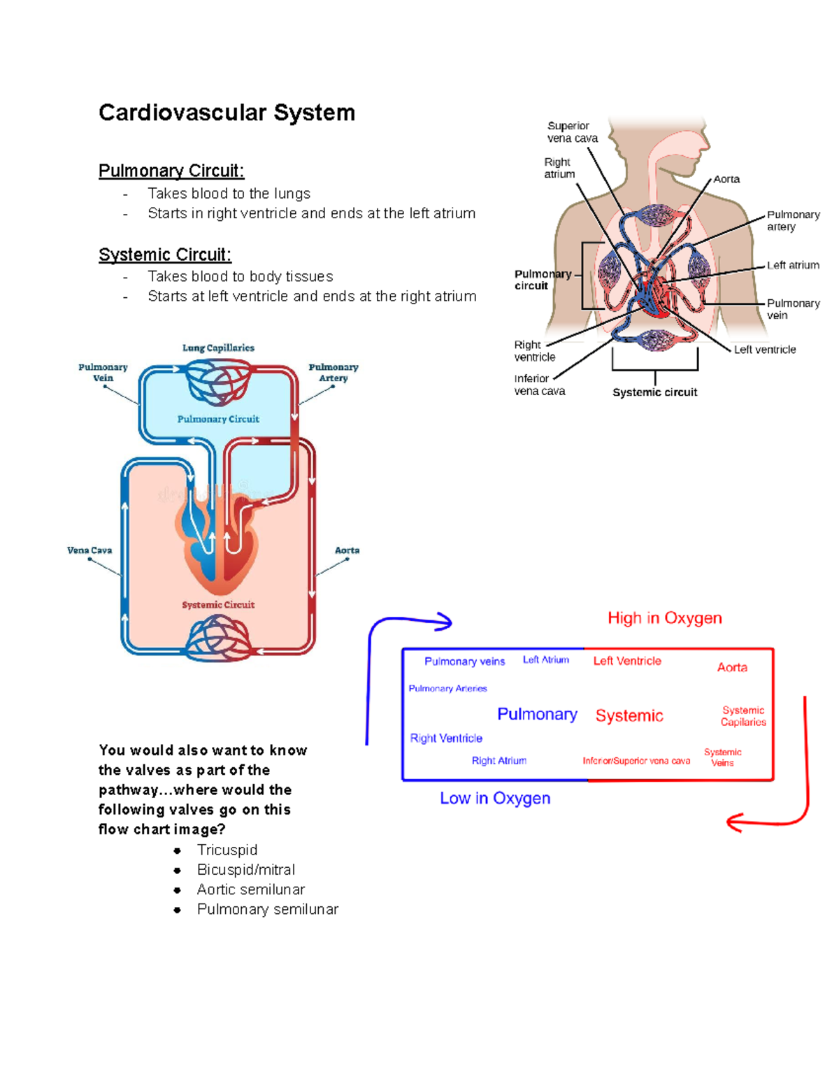 Cardiovascular System Overview - Heart Function & Blood Flow Mechanics ...