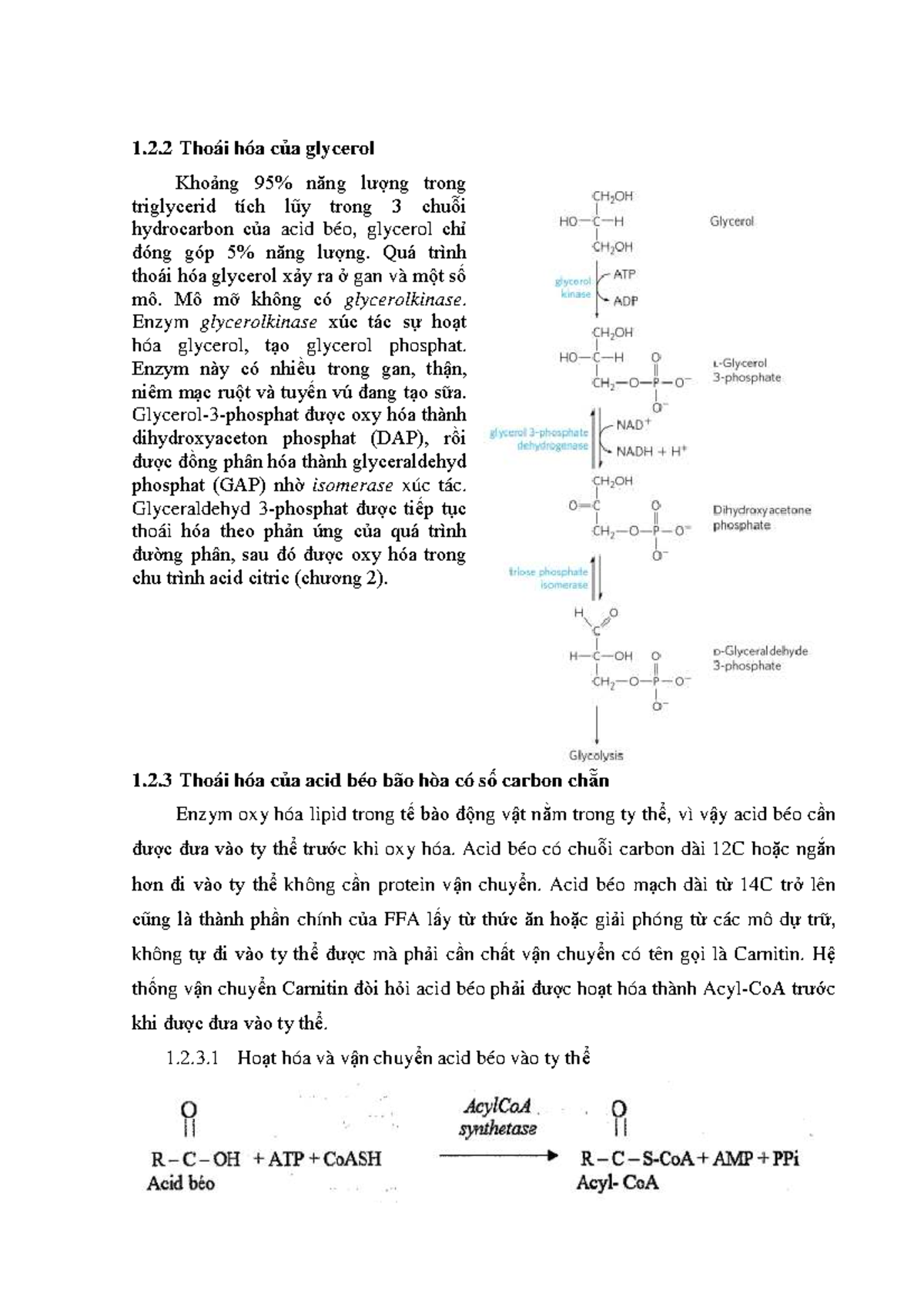 Sự thoái hóa glycerol và acid béo bão hòa (1.2.2 - 1.2.4) - Studocu