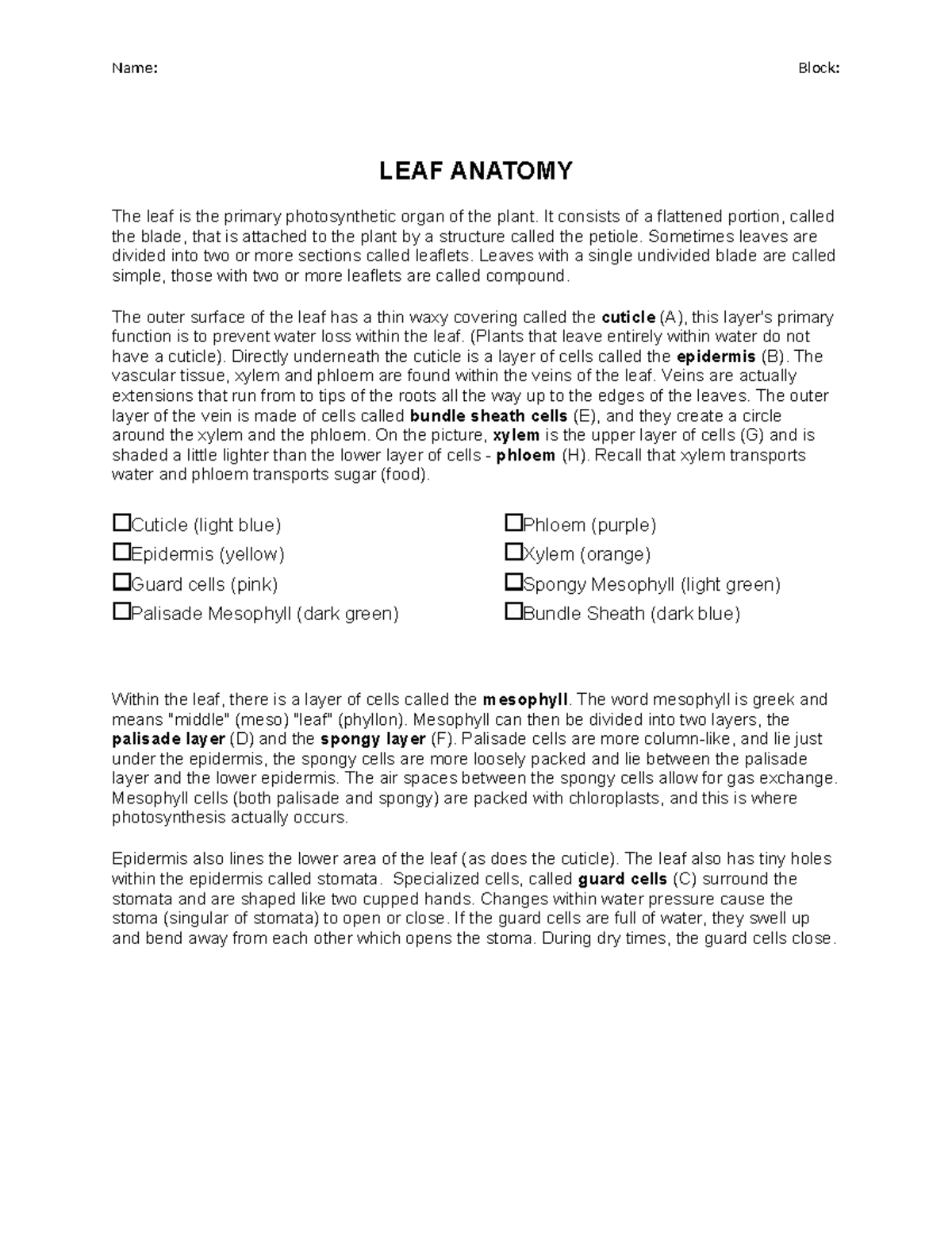 LEAF ANATOMY: Understanding Structure & Function in Plants - Studocu