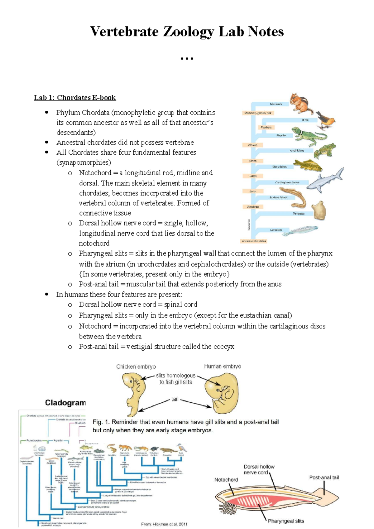 Vertebrate Zoology Lab Notes: Chordates and Dogfish Dissection (Lab 1-5 ...