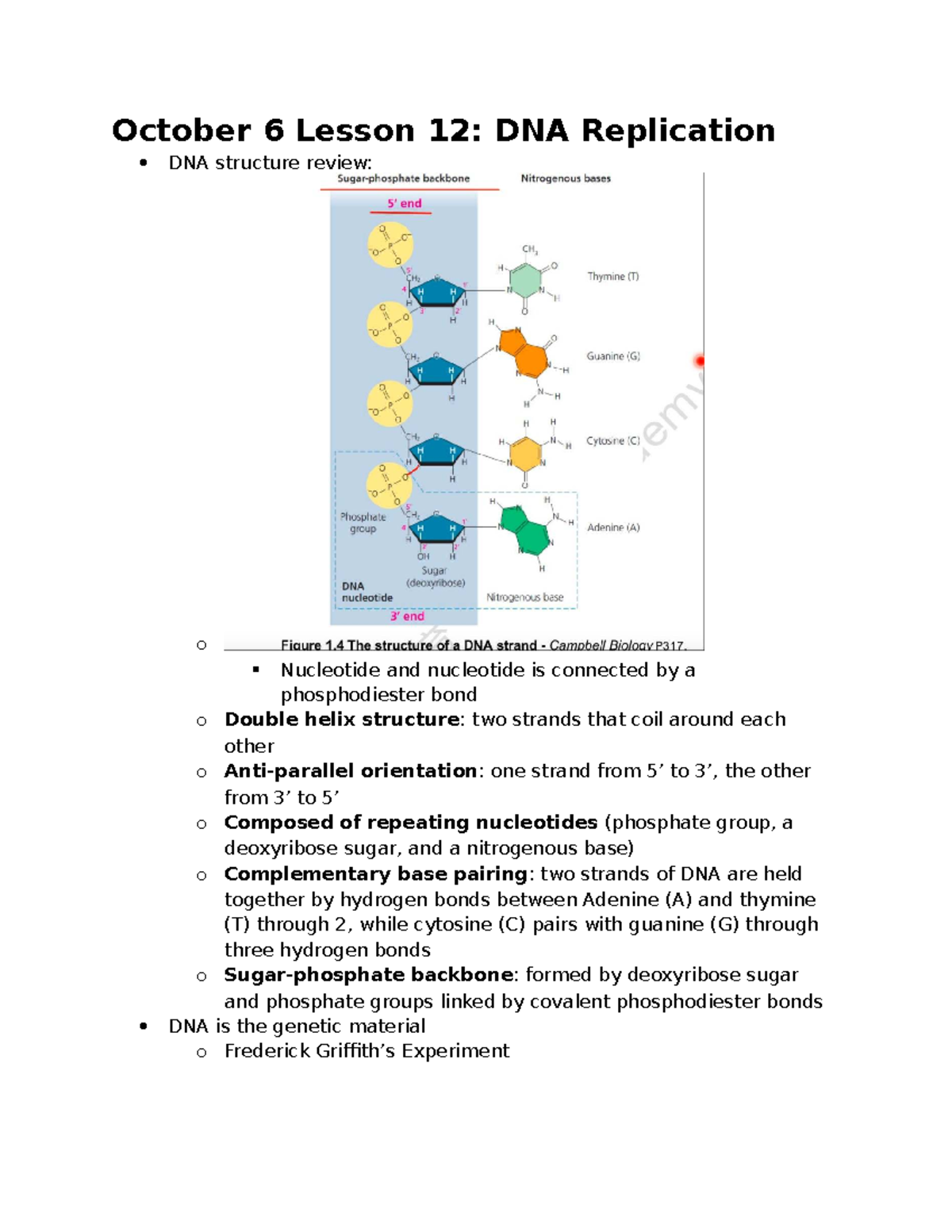 IB Bio Lesson 12: DNA Replication & Gene Regulation Overview - Studocu