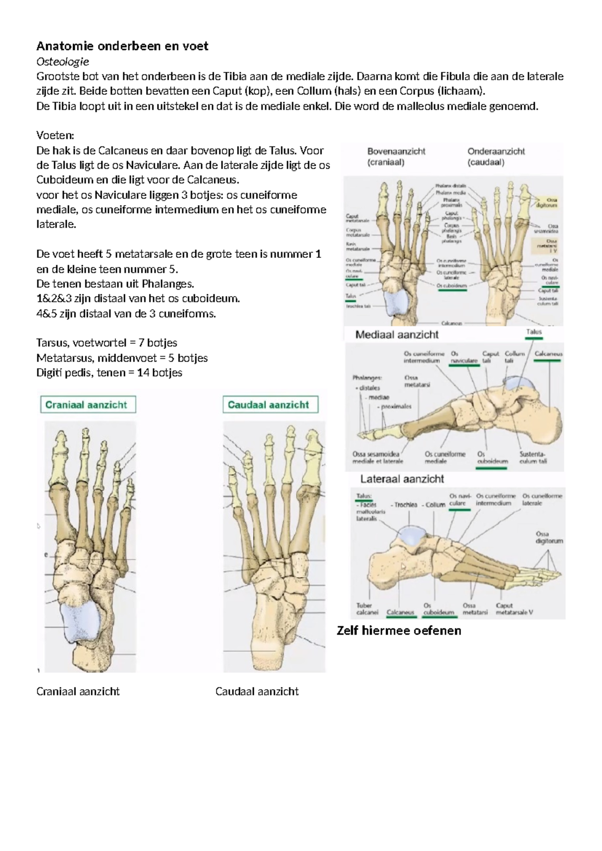 Anatomie Onderbeen en Voet: Anatomische Structuren en Functies ...