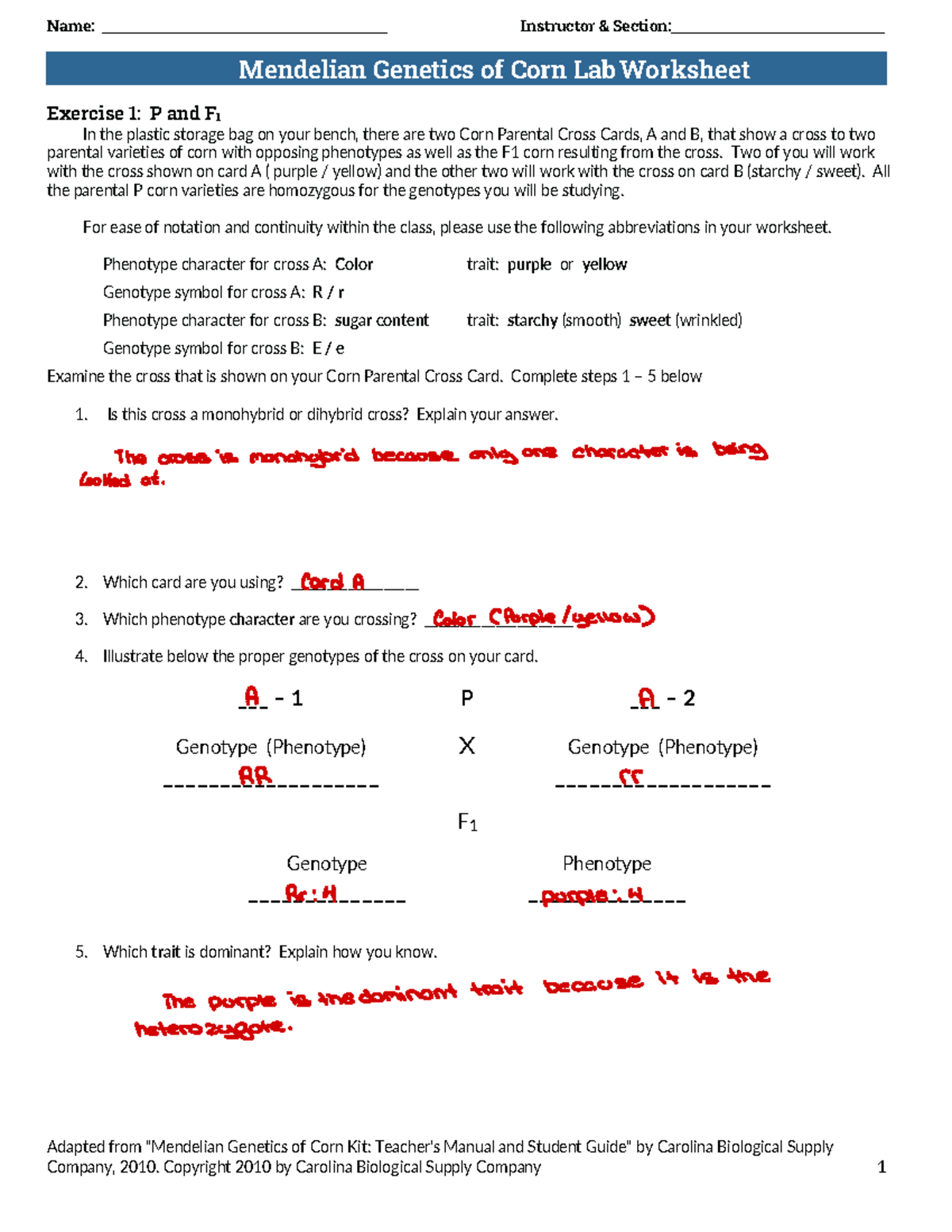 Mendelian Genetics of Corn Lab Worksheet S24: Exercises on P, F1, and ...