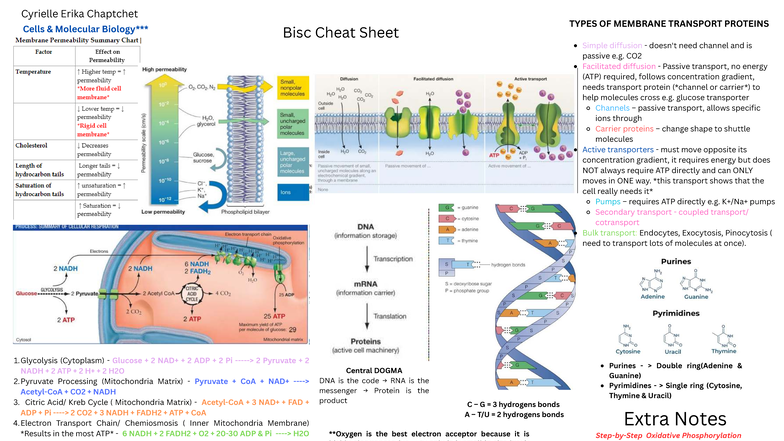 BISC 101 Final Exam Cheat Sheet: Membrane Transport & Cellular ...