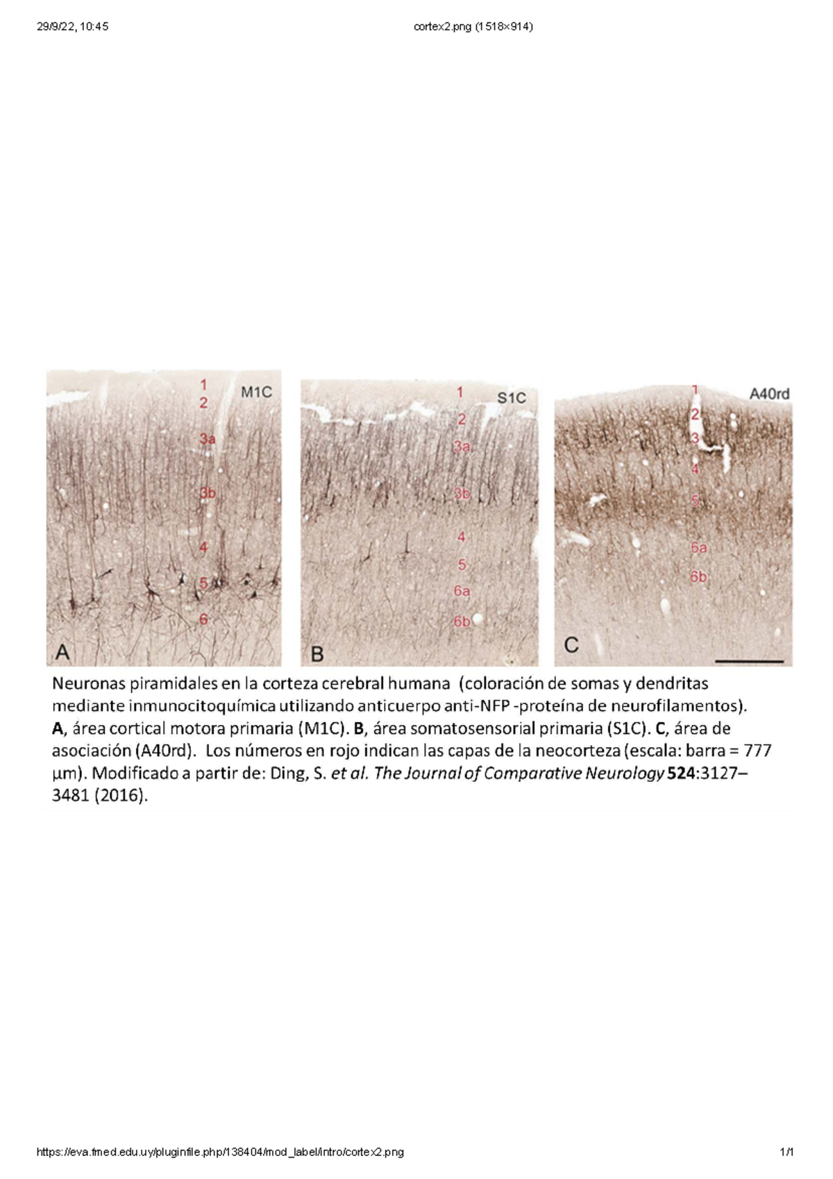 Cortex 2 - Apuntes de Clase sobre Neuronas Piramidales (M1C, S1C, A40rd ...