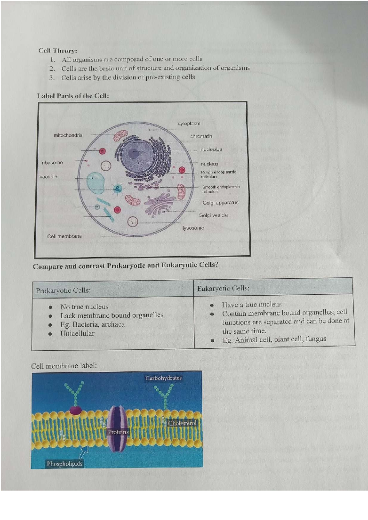 Bio 30S Final Exam Review: Cell Theory & Cell Structure - Studocu