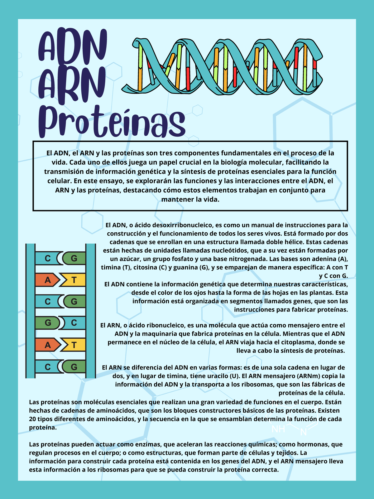 Ensayo sobre ADN, ARN y Proteínas: Funciones e Interacciones - Studocu