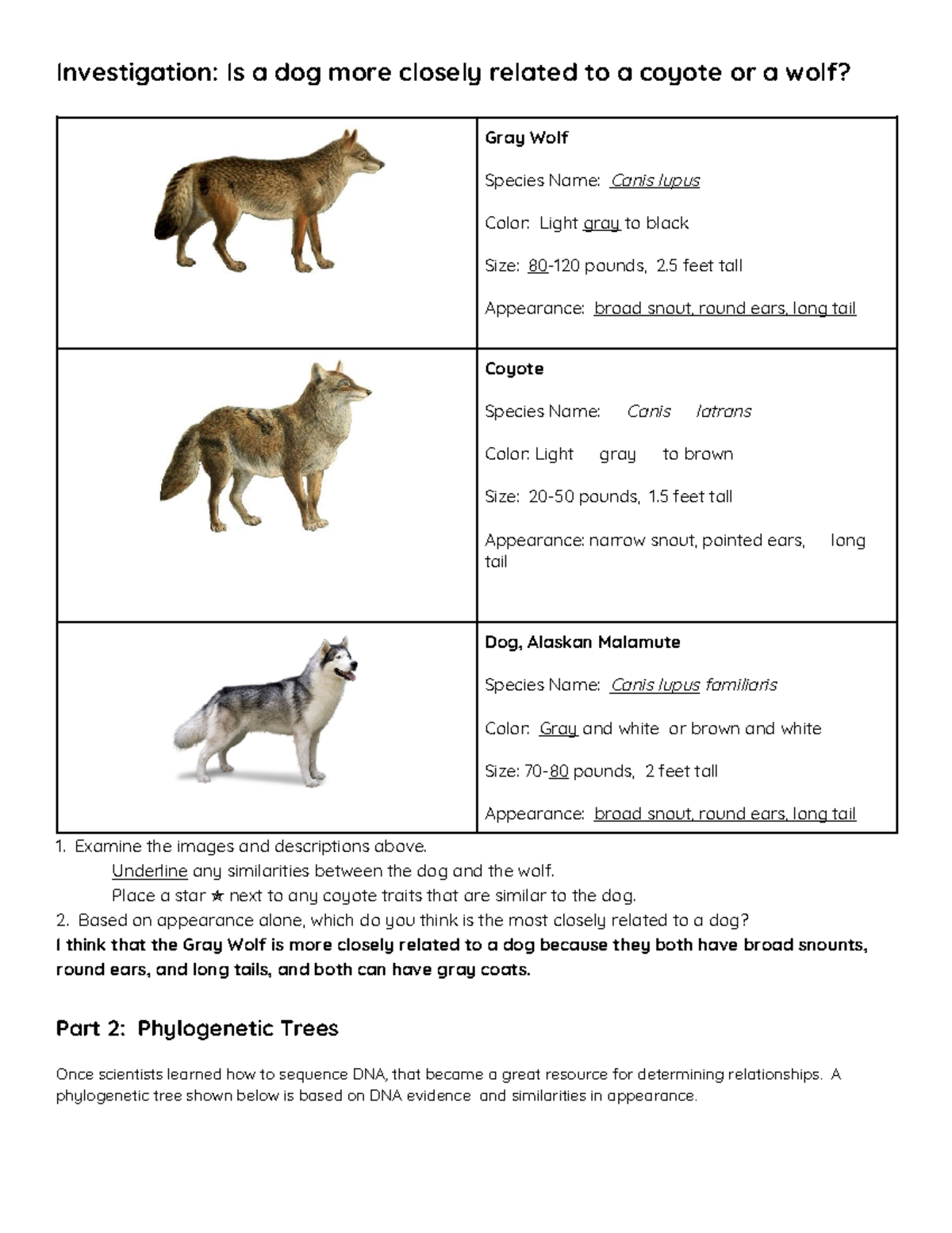 Investigation on Phylogenetic Trees: Canis Relationships - Studocu