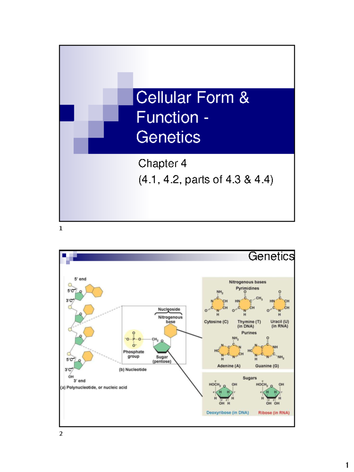 Genetics Overview: Transcription, Translation & DNA Replication (Bio ...