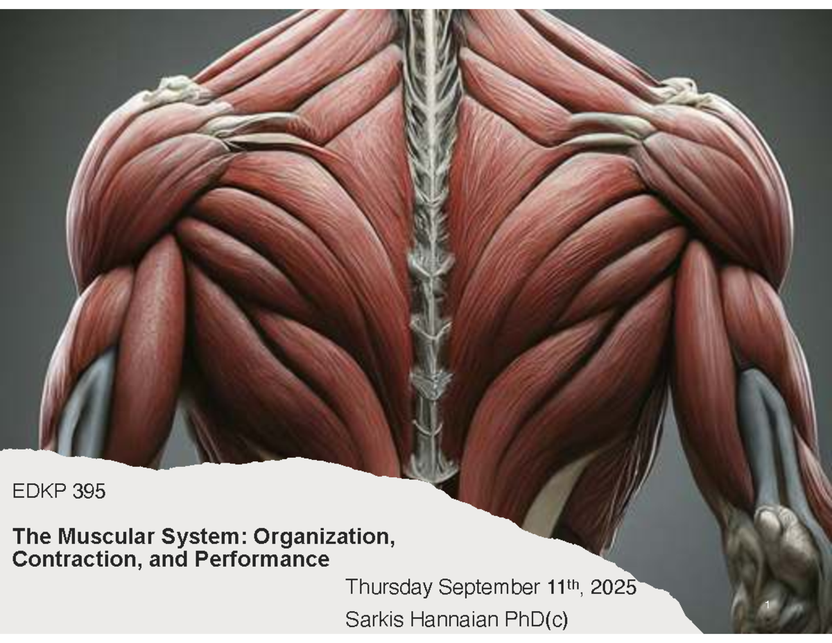 EDKP 395 - Lecture 4: The Muscular System - Org & Performance Insights ...