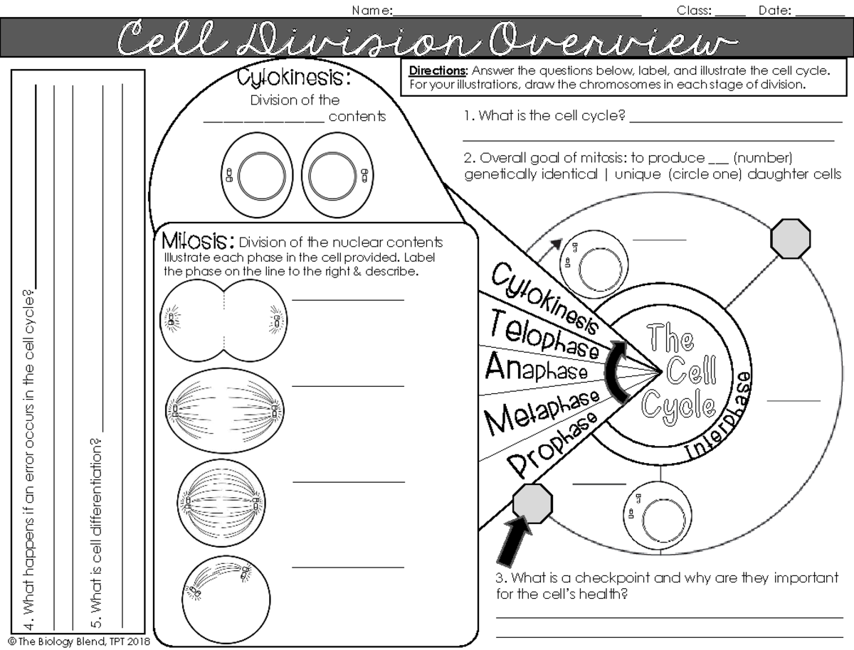 Cell Division Graphic Organizer: Mitosis & Cell Cycle Overview - Studocu