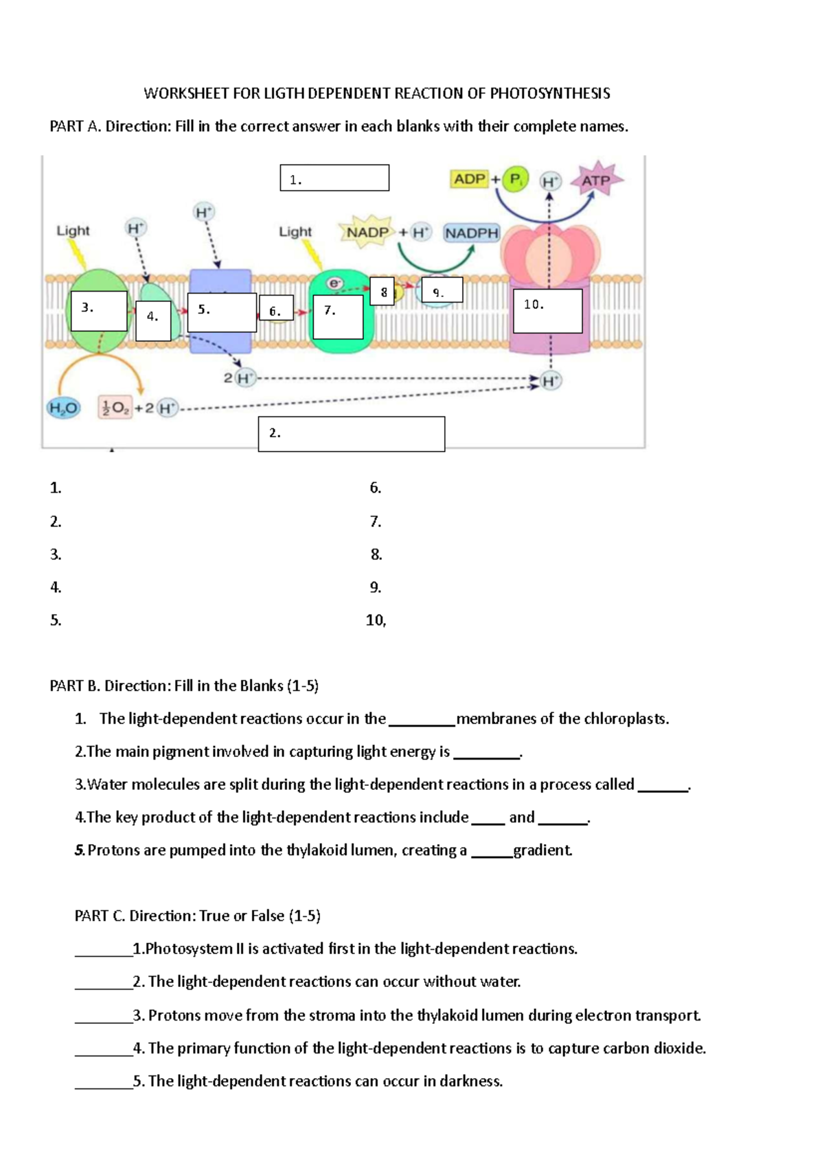 Worksheet for Light-Dependent Reactions of Photosynthesis - Studocu