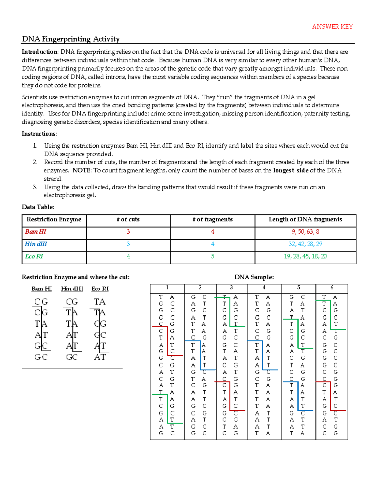 DNA fingerprinting activity answer key and instructions - Studocu